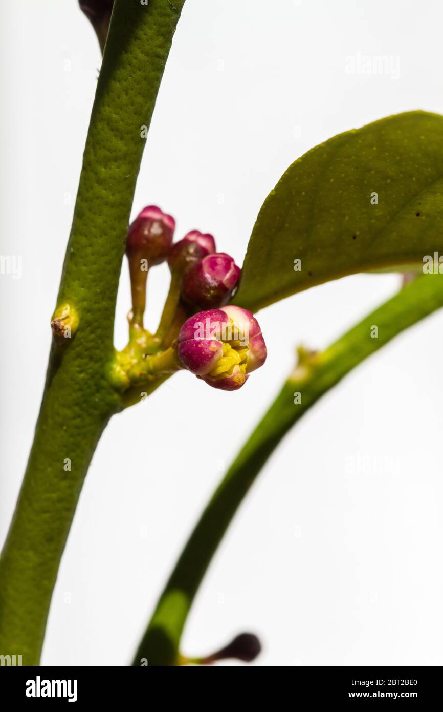 Macro image of buds of the blossom of potted lemon tree (Citrus limon ...