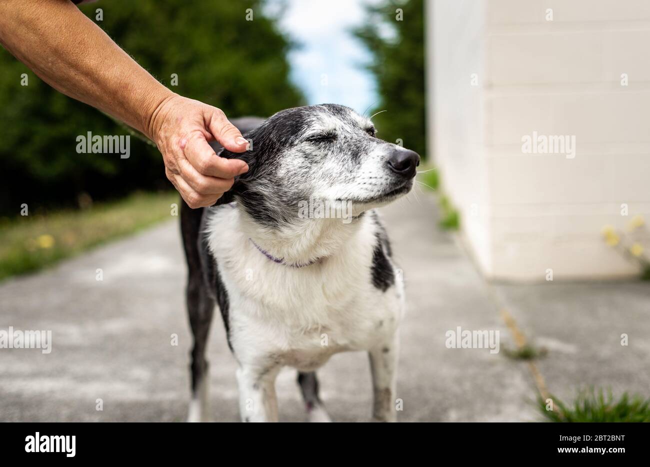 A beautiful black and white senior dog with a grey face stands outside ...