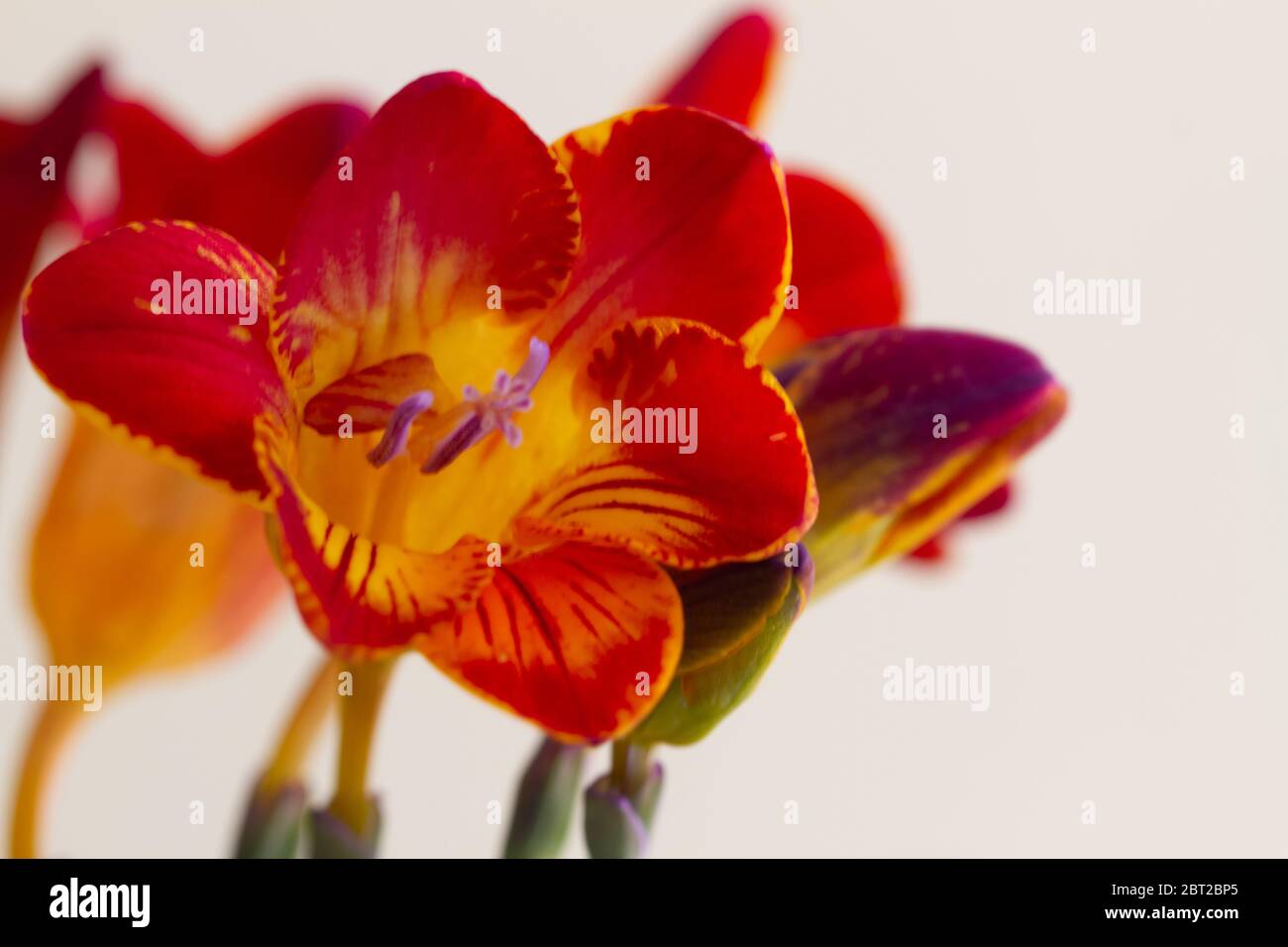 Red freesia flowering plants on terrace pots, in natural light over ...