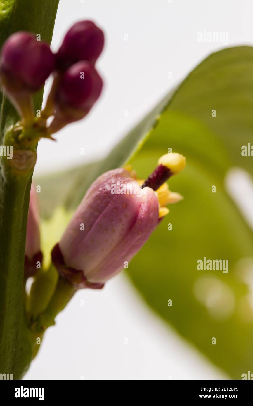 Macro image of buds of the blossom of potted lemon tree (Citrus limon ...