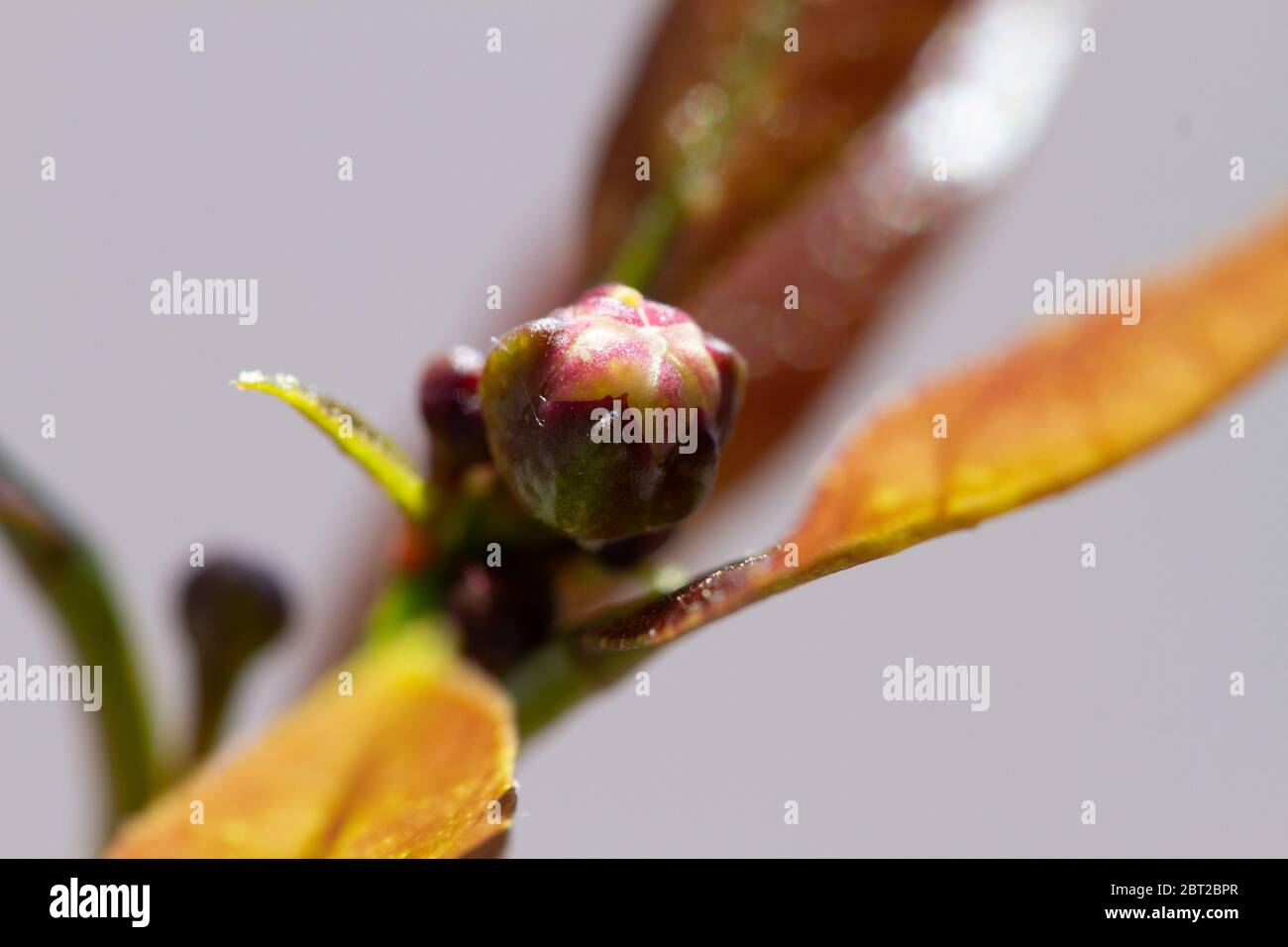 Macro image of buds of the blossom of potted lemon tree (Citrus limon ...