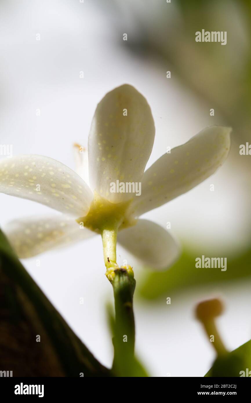 Close-up of citrus tree flowers in natural light Stock Photo - Alamy