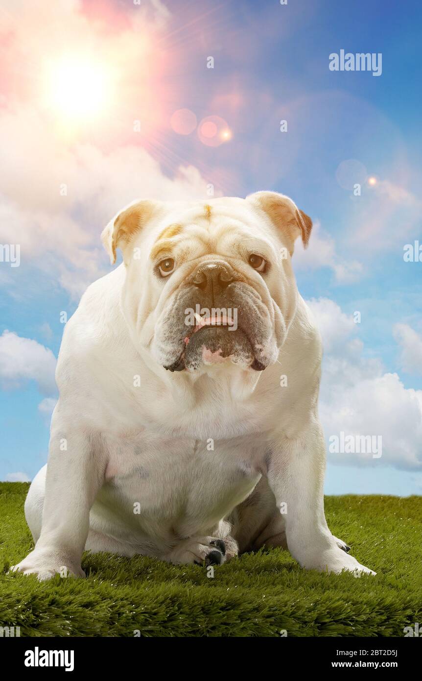 Grumpy Bulldog sitting on grass Stock Photo - Alamy