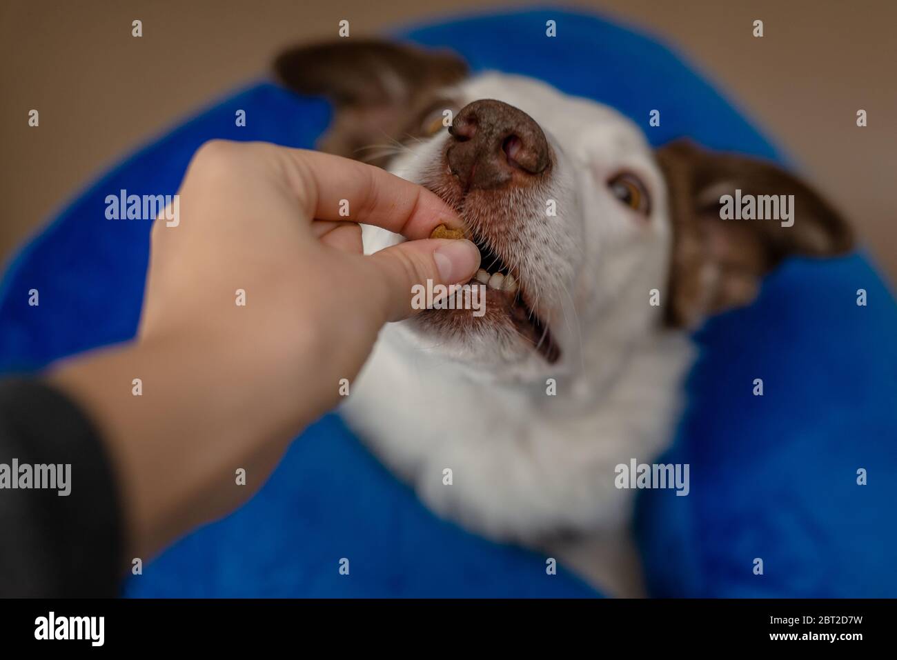 Border Collie dog wearing a blue inflatable collar and taking a treat ...