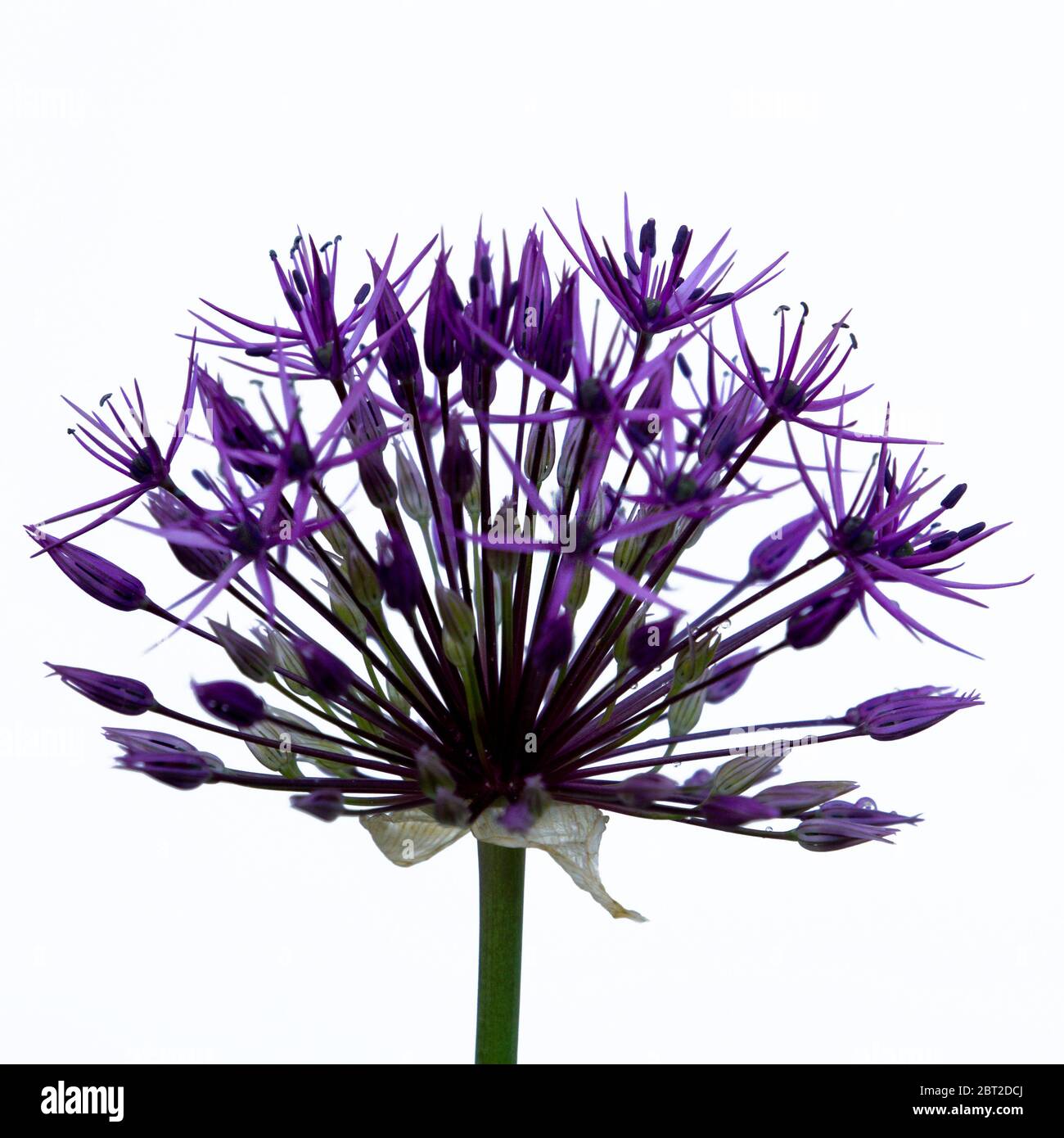 Blooming purple allium christophii on a white background Stock Photo ...