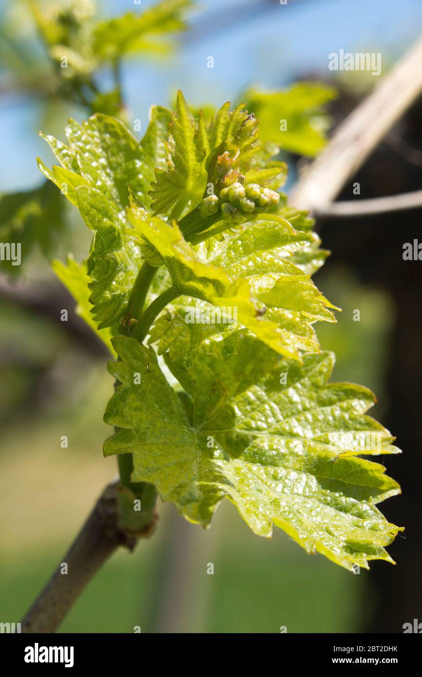 Season in hungary hi-res stock photography and images - Alamy