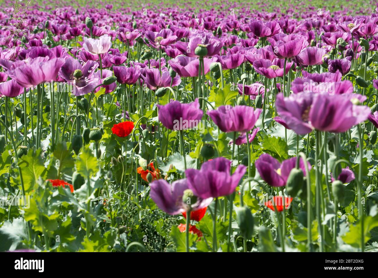 Purple poppy flower in wildflower hi-res stock photography and images ...