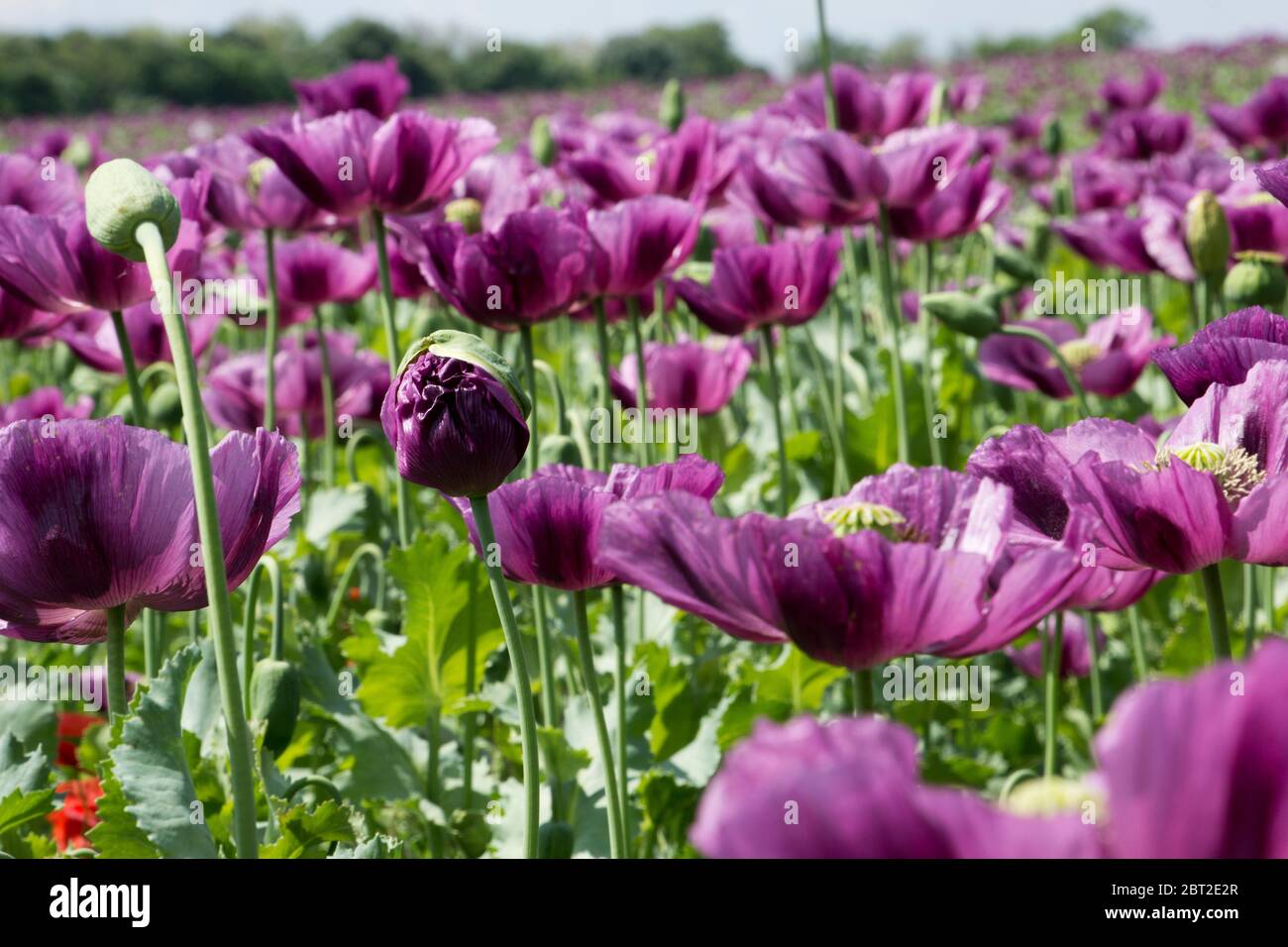 Purple opium poppy hi-res stock photography and images - Alamy