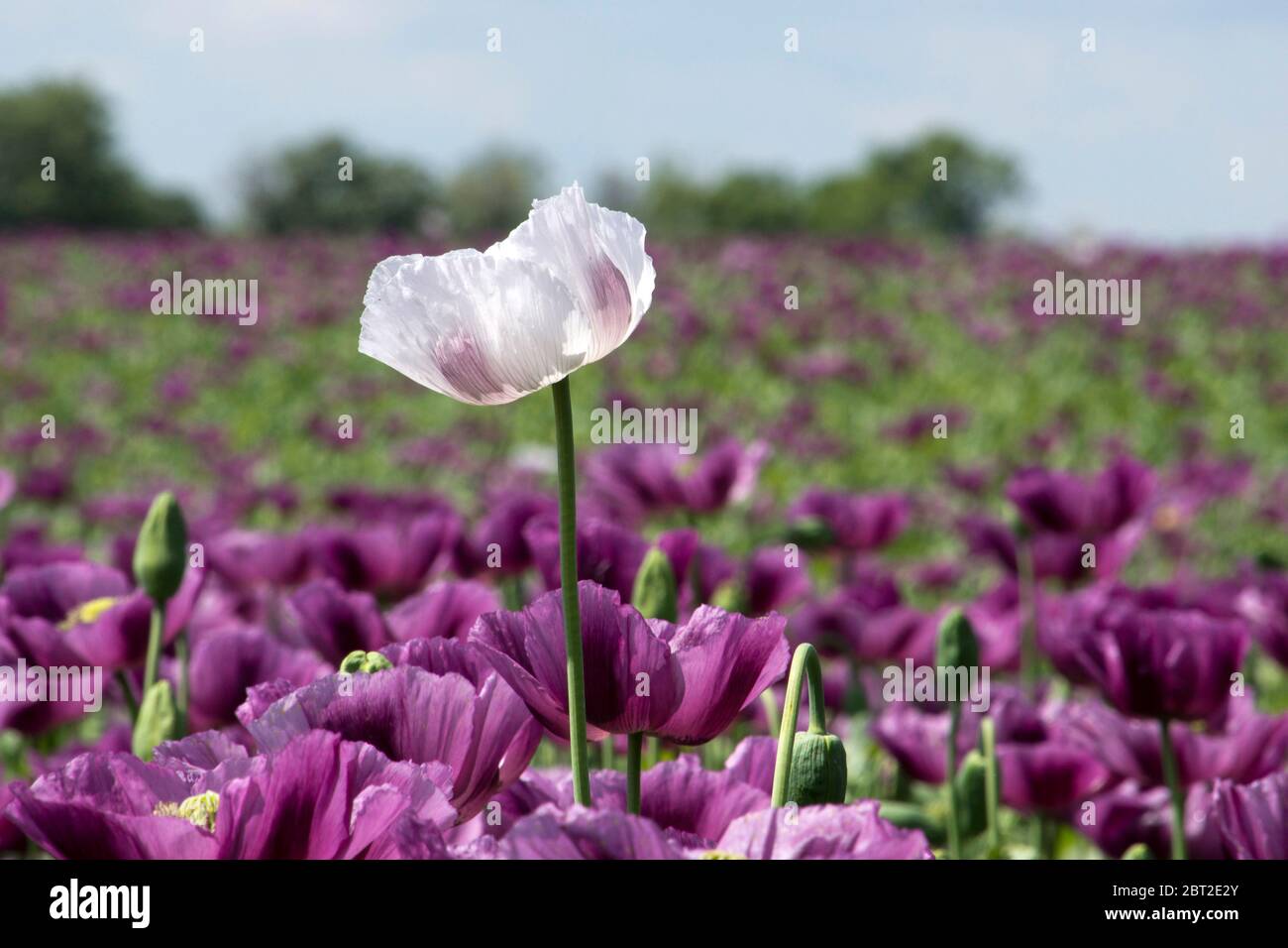 Poppy and white clouds hi-res stock photography and images - Alamy