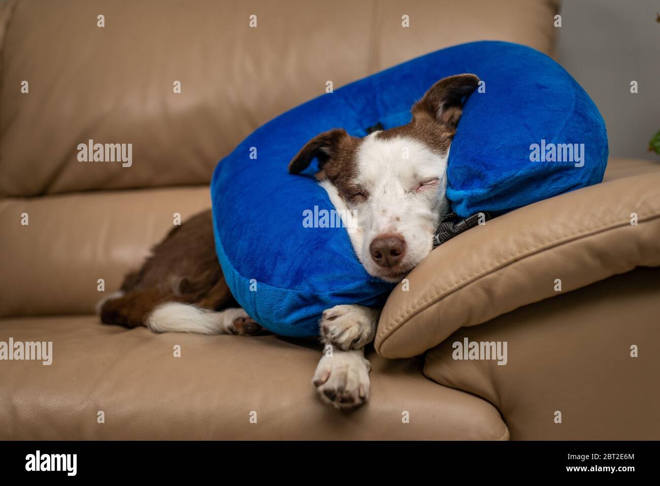 Cute Border Collie dog sleeping on a couch, wearing blue inflatable ...