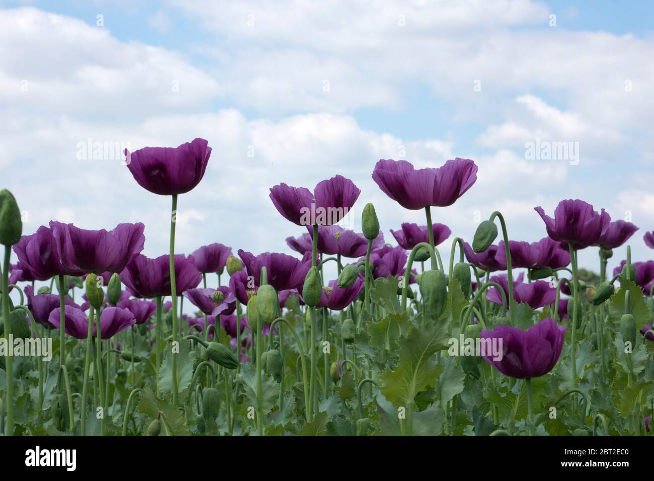 Close up of a beautiful purple poppy field witha blue sky with clouds ...