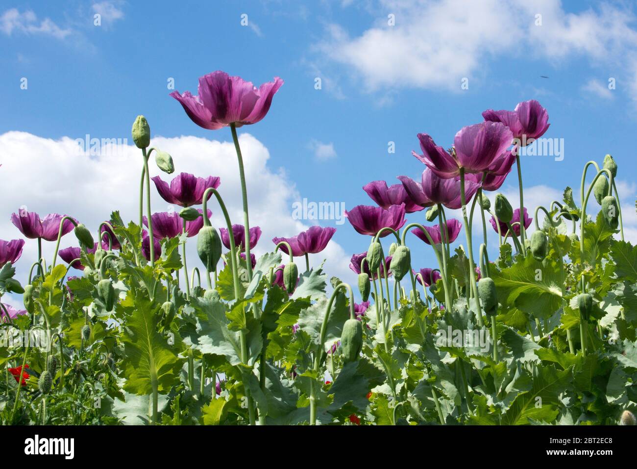 Close up of a beautiful purple poppy field witha blue sky with clouds ...