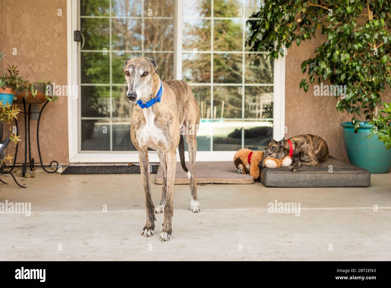 Former racing greyhound hi-res stock photography and images - Alamy