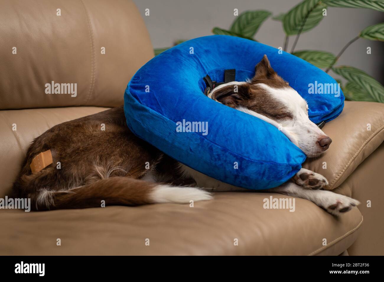 Blue inflatable elizabethan doughnut collar on a wounded dog. Medical ...