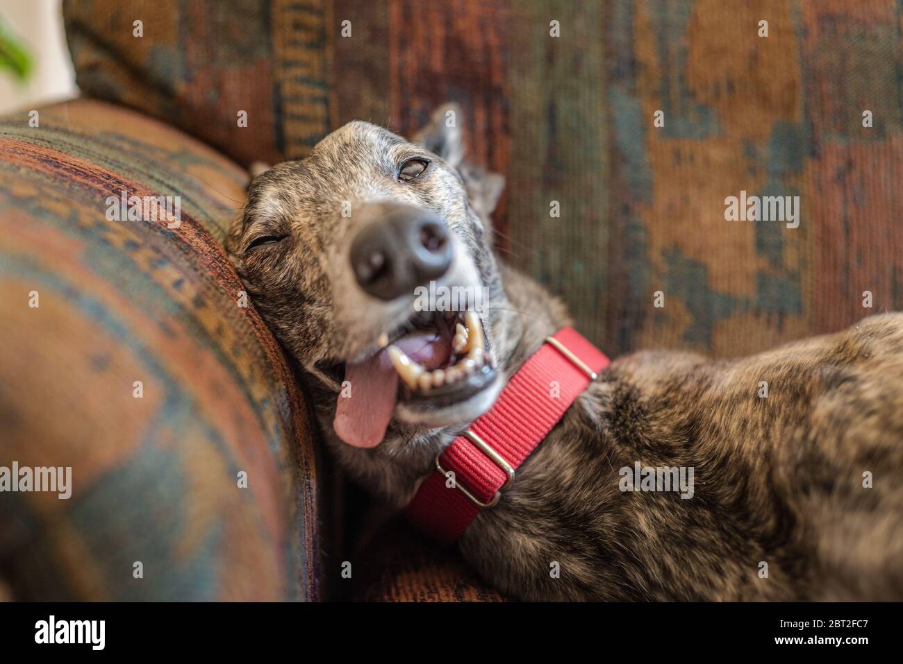 Cute rescued greyhound pet dog relaxing on the sofa of his new home ...