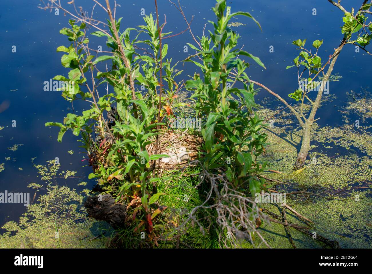 floating nest with eggs of coot at Groene Hart, Holland Stock Photo - Alamy
