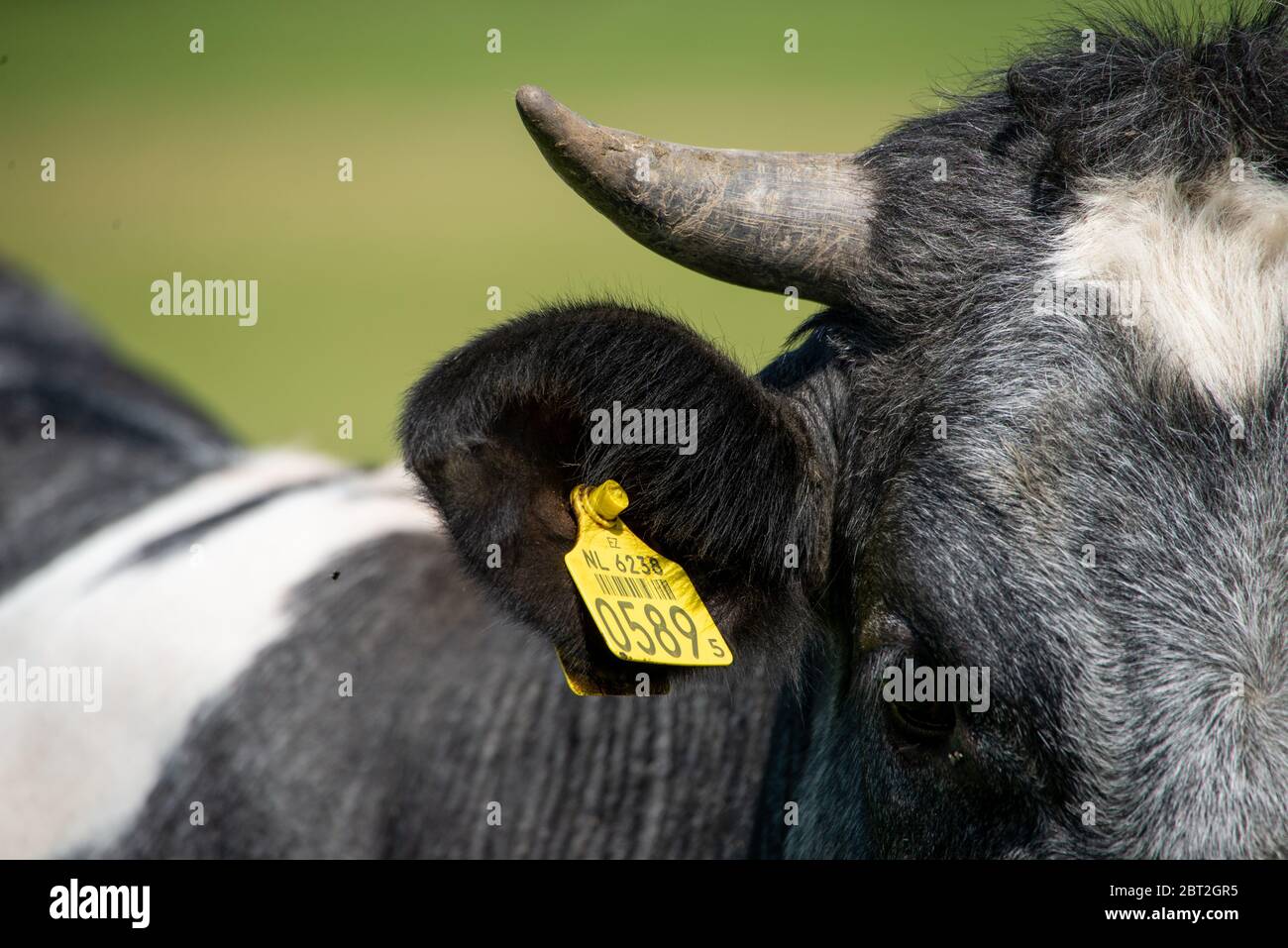 close up of cow with earmark in Groene Hart, Holland Stock Photo - Alamy