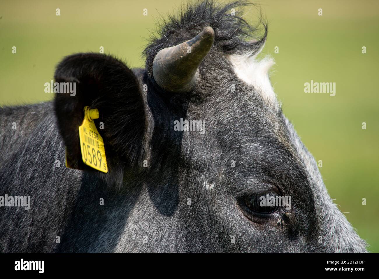 Cow front close up hi-res stock photography and images - Alamy