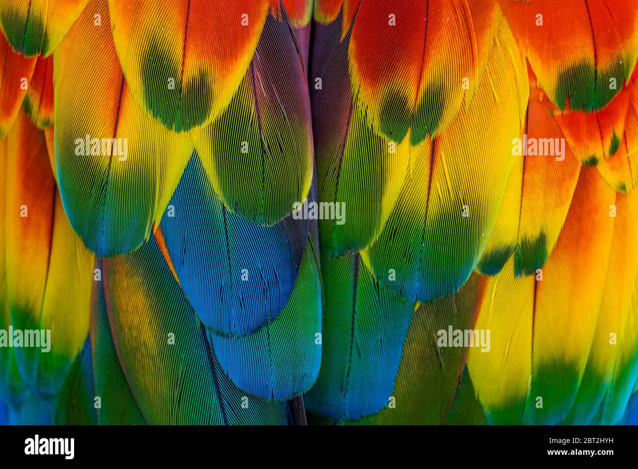 Scarlet macaw wing feathers. Save the Earth, protect endangered species ...