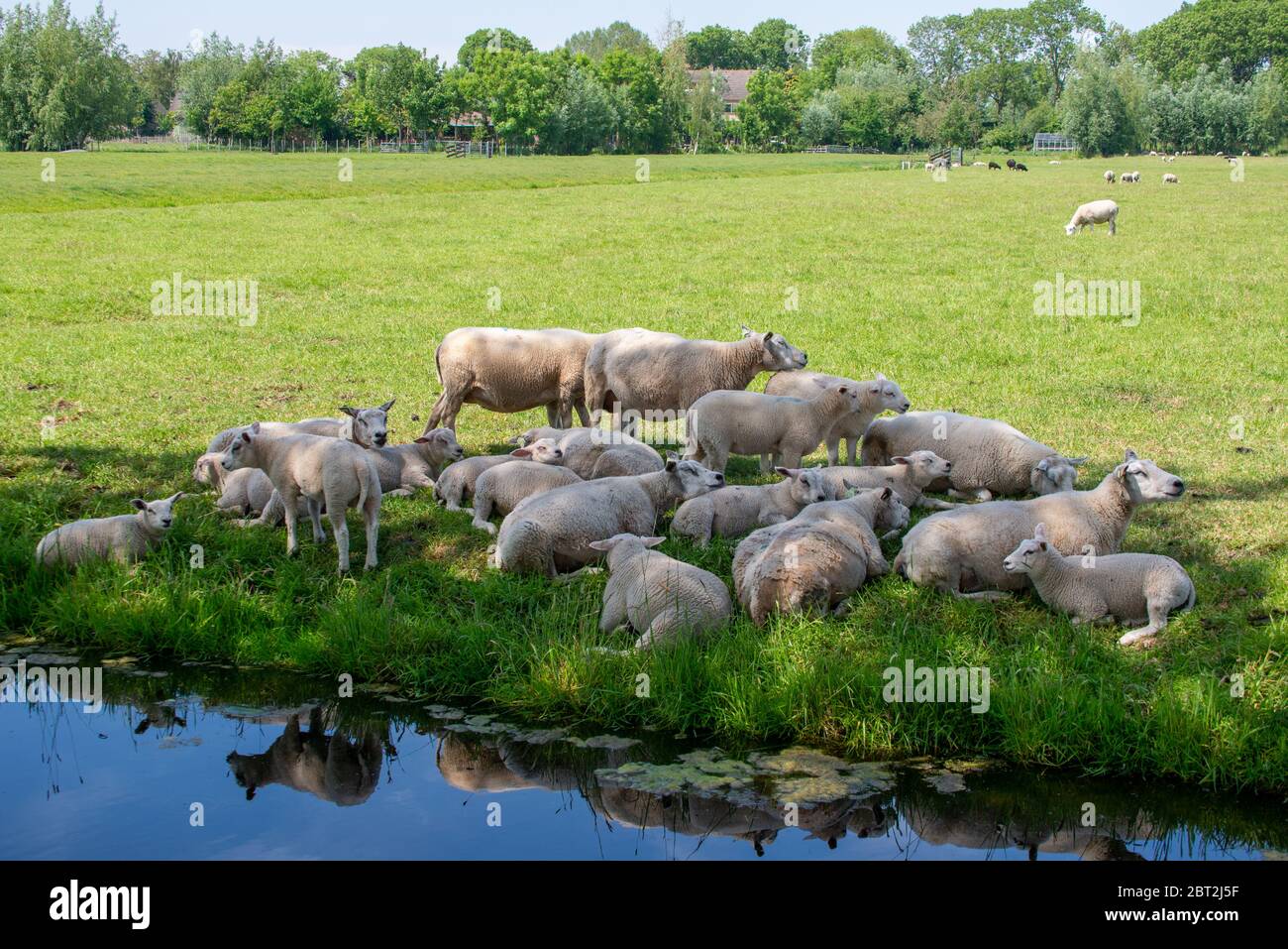 sheep gather together in Groene Hart, Holland Stock Photo - Alamy