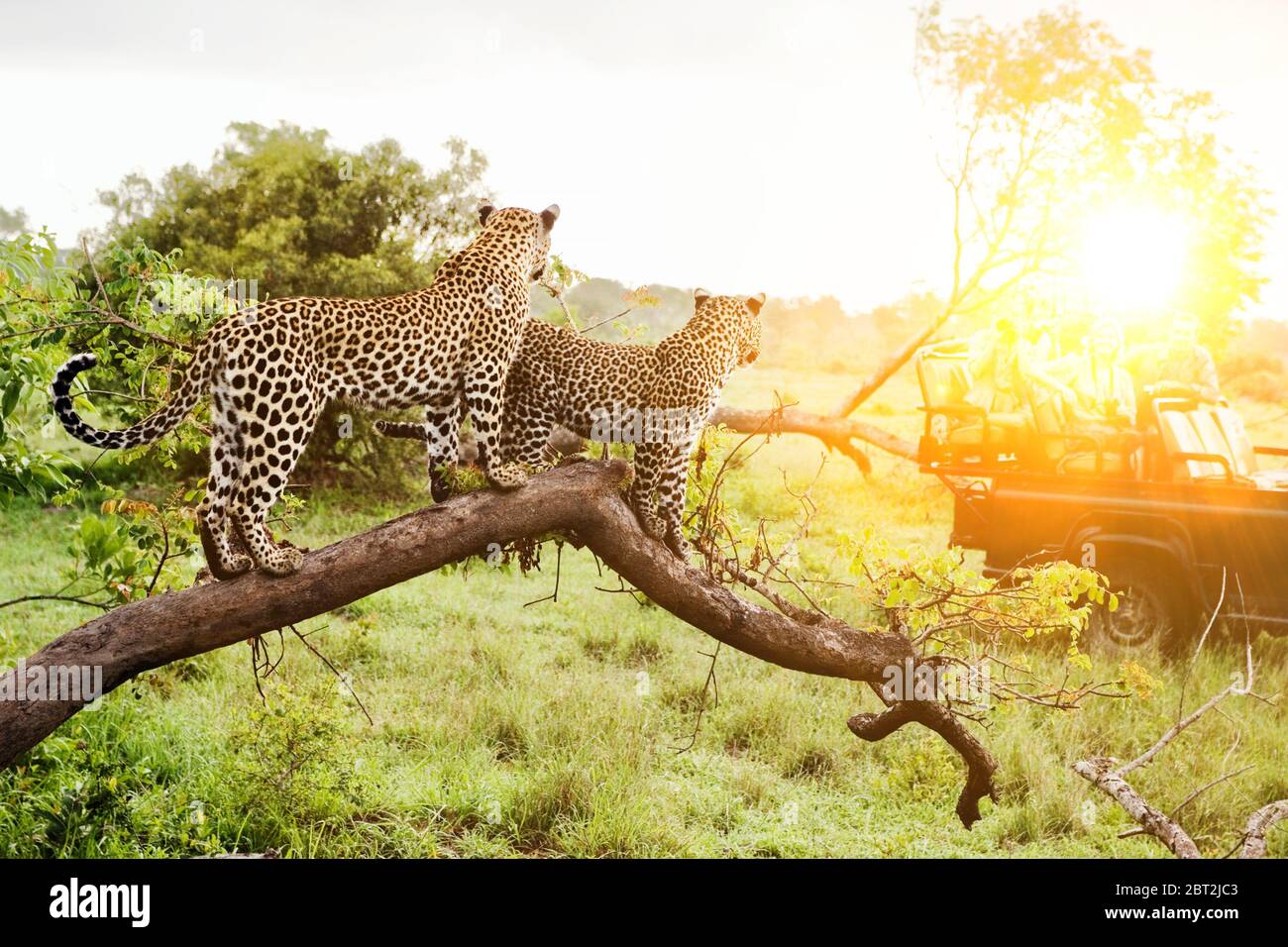 Kruger national park safari leopards hi-res stock photography and ...