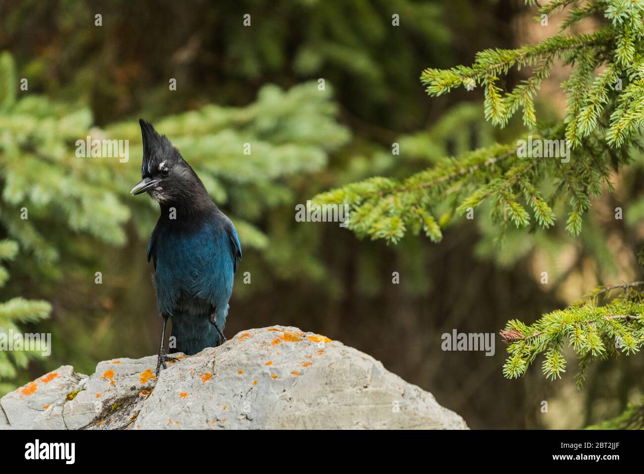 Portrait of a blue jay on a rock, Canada Stock Photo - Alamy