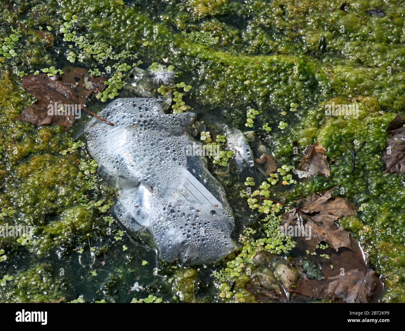 Environmental sin - plastic bag, freezer bags disposed of in a body of ...