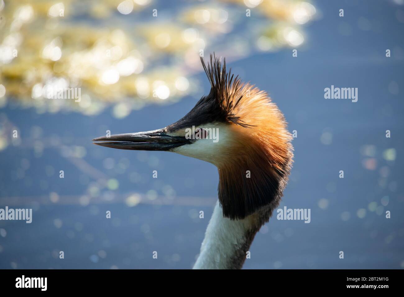 grebe protecting her nest at Groene Hart, Holland Stock Photo - Alamy