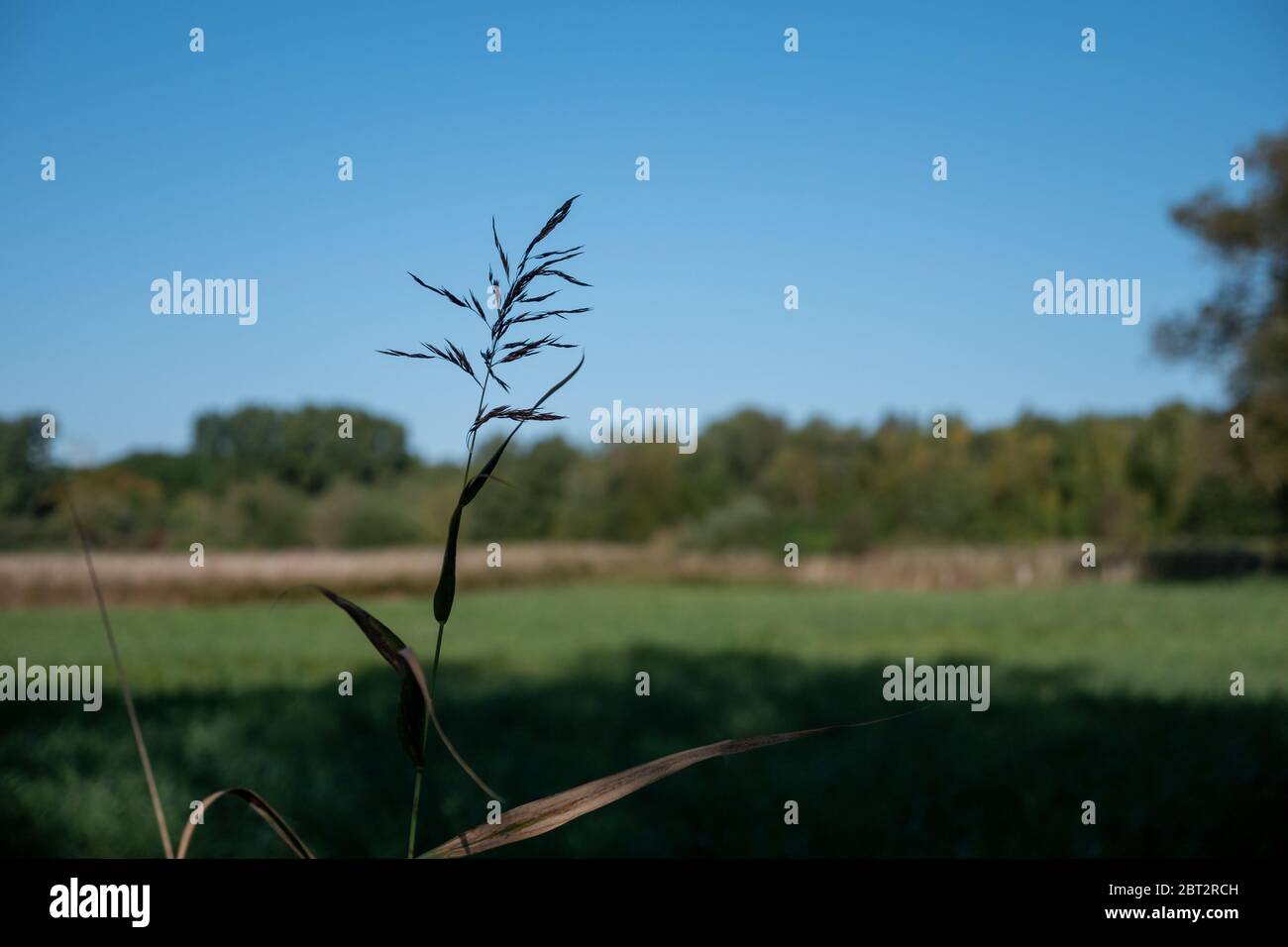 Blurred grass hi-res stock photography and images - Alamy
