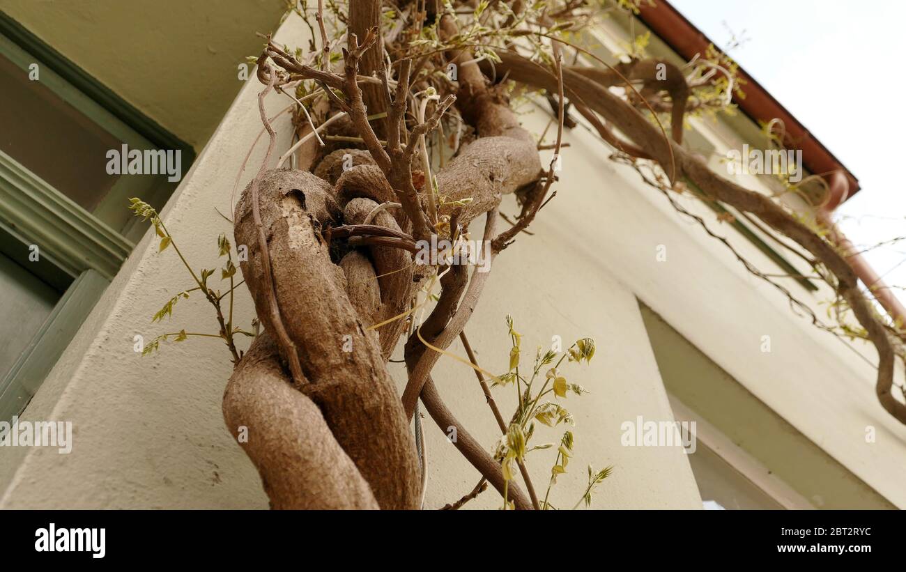 twisted plant trunks on a house wall Stock Photo - Alamy