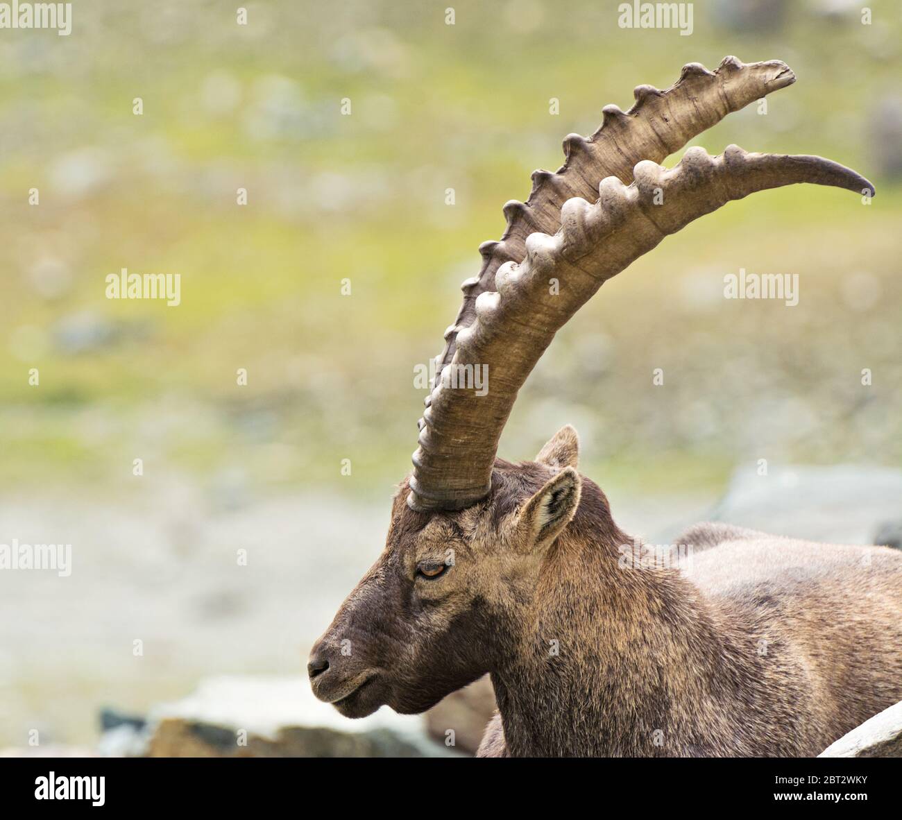 Steinbock symbol hi-res stock photography and images - Alamy
