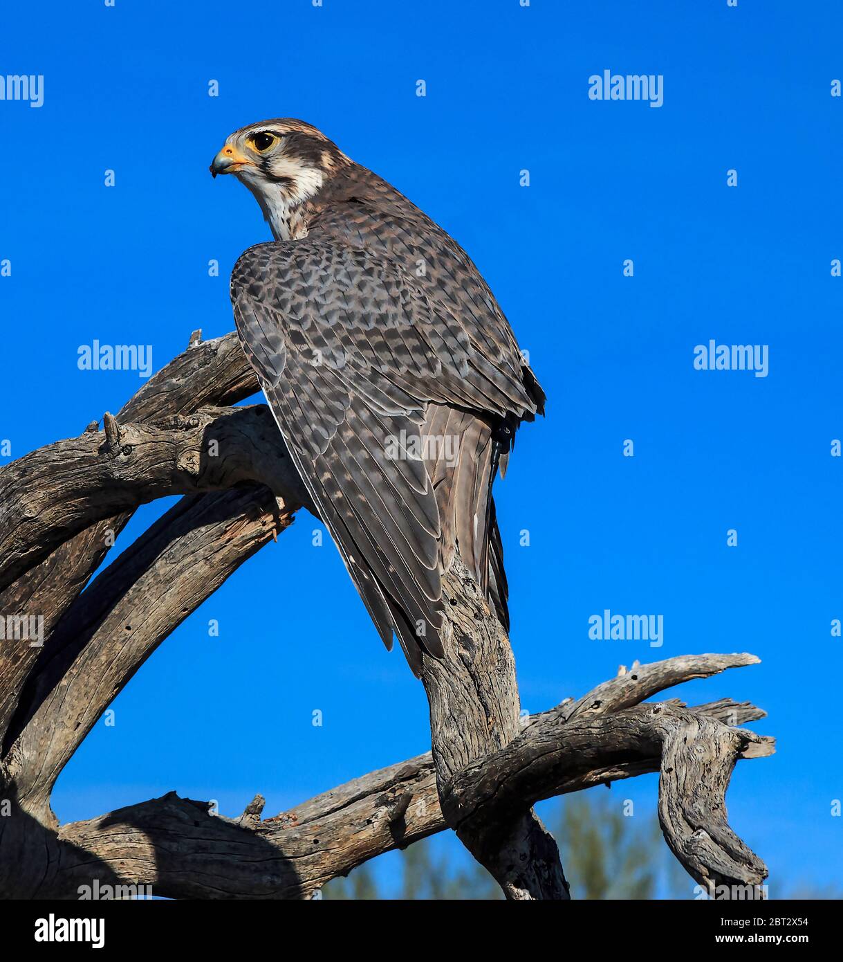 The prairie falcon (Falco mexicanus) is a medium sized bird Stock Photo ...