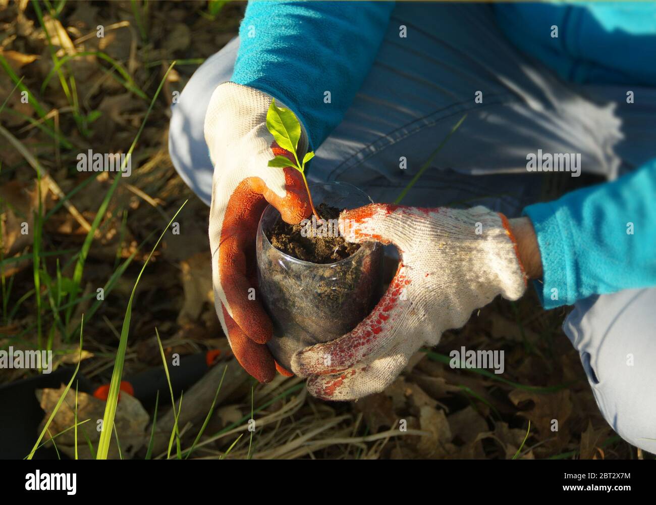 Ecology concept. Organic plant cultivation. Planting a young plant in a ...