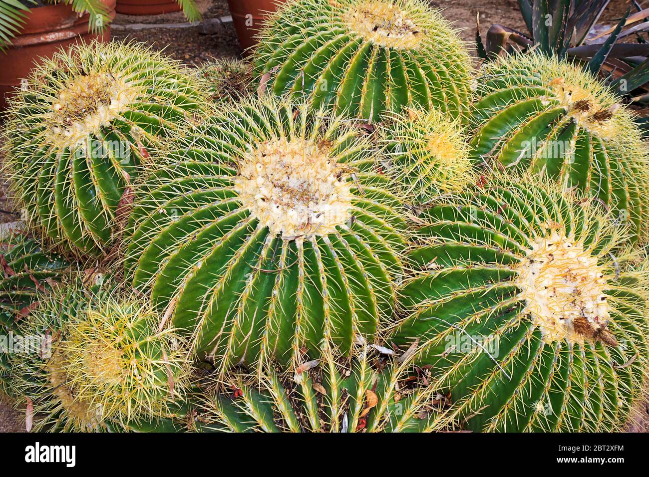 Arizona Barrel Cactus Golden Barrel Cactus High Resolution Stock ...