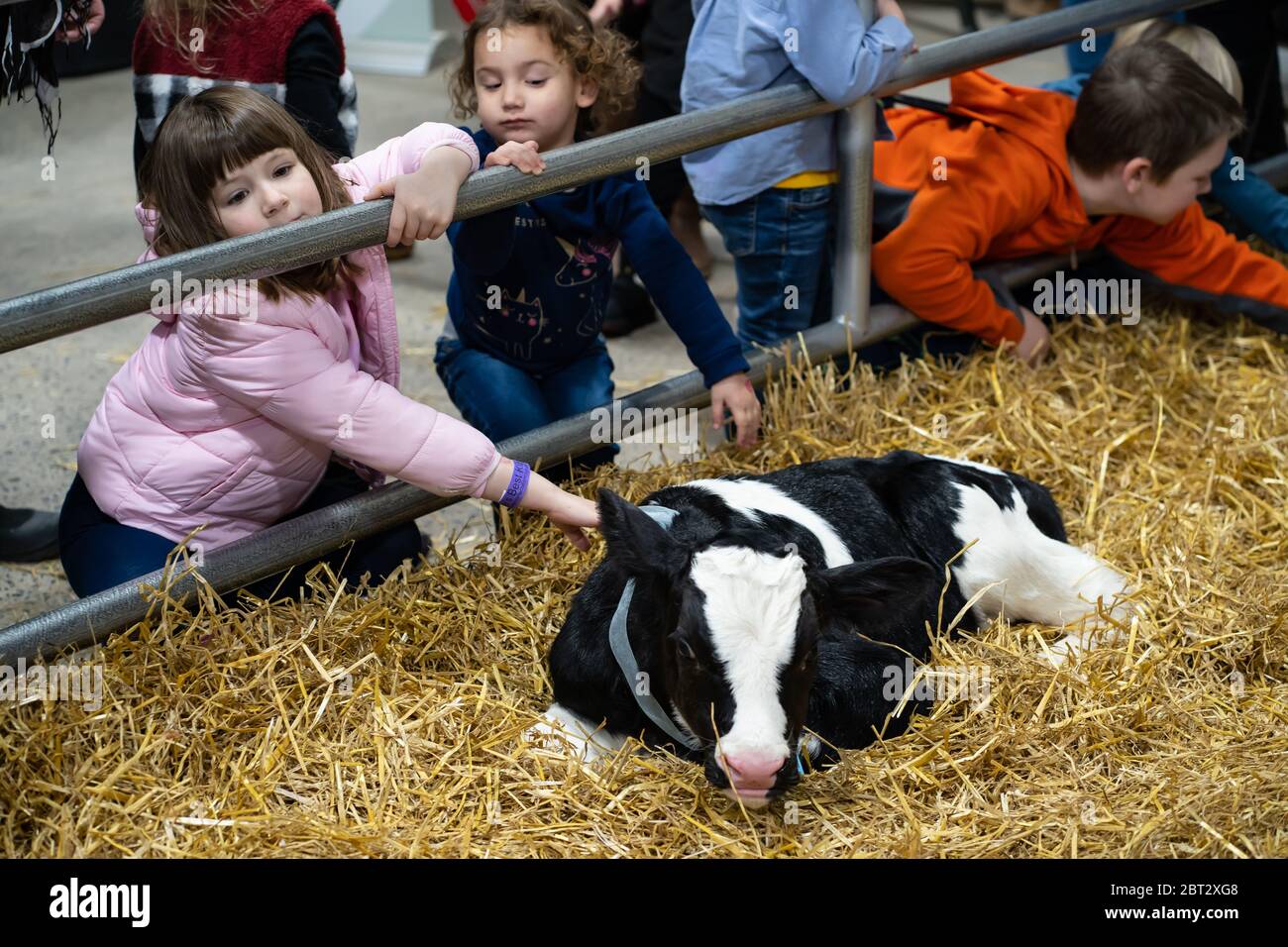 Children show cow hi-res stock photography and images - Alamy