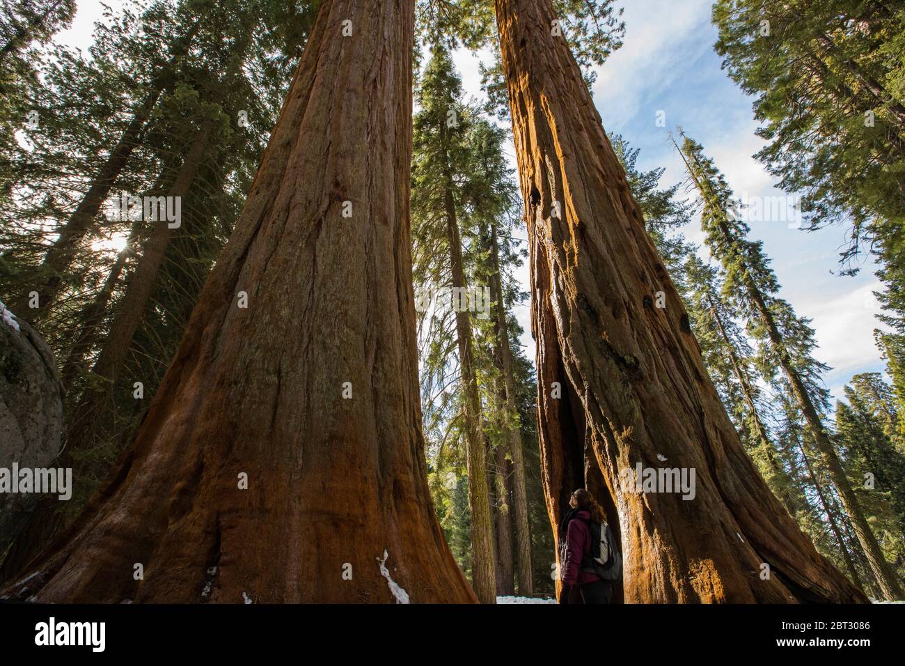 Woman looking up at a sequoia tree, Sequoia National Park, California ...