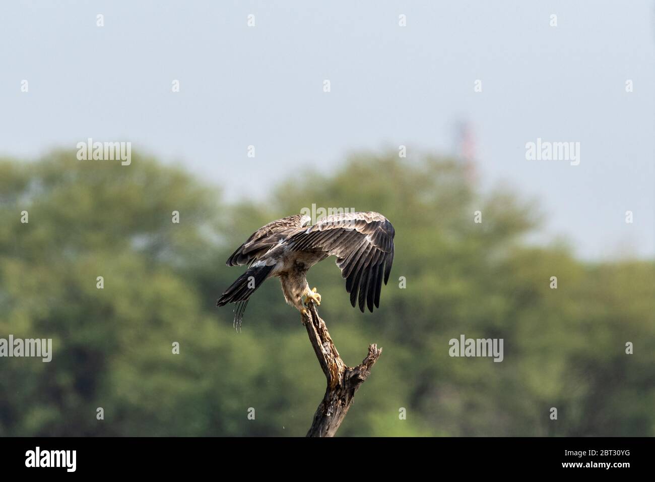 Steppe eagle or Aquila nipalensis perched with natural green background ...