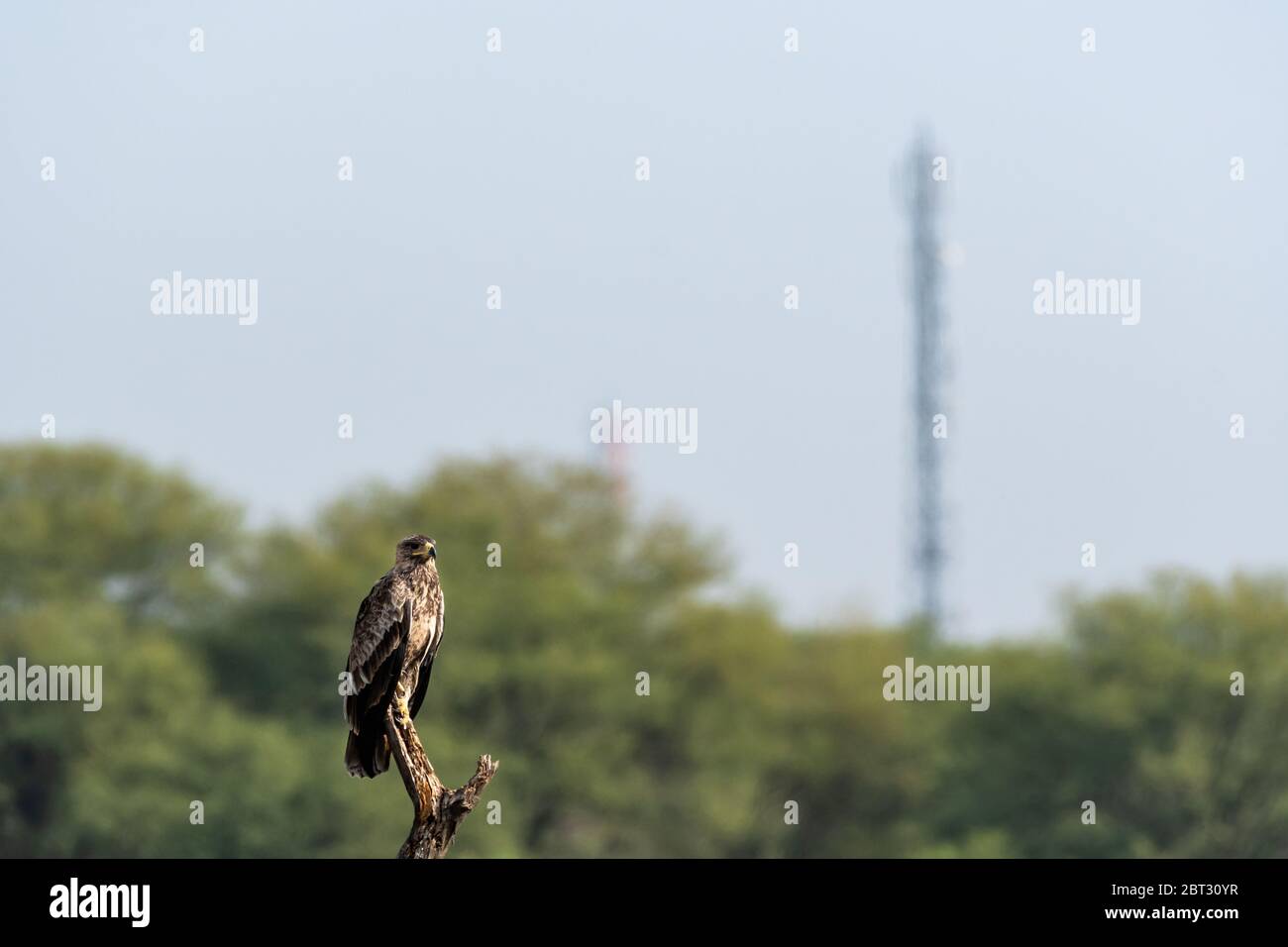 Steppe eagle or Aquila nipalensis perched with natural green background ...