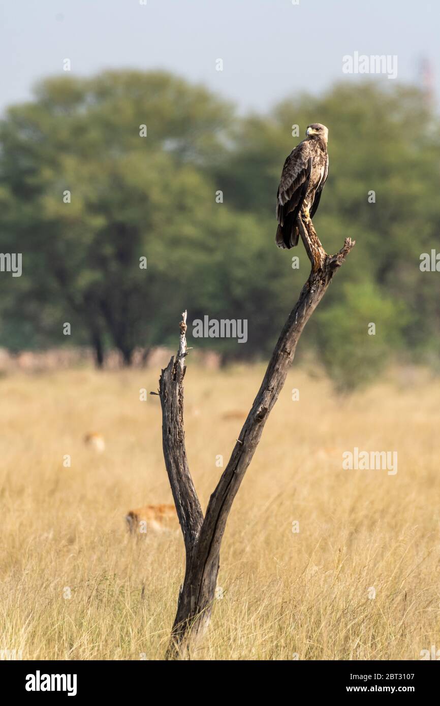 Steppe eagle or Aquila nipalensis perched with natural green background ...