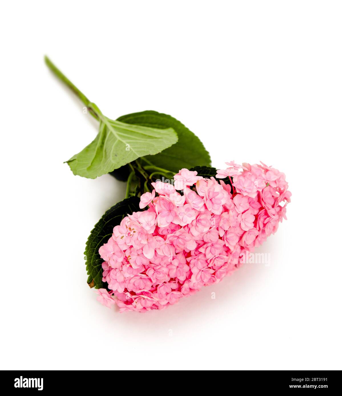 hydrangea flower on a white background Stock Photo - Alamy