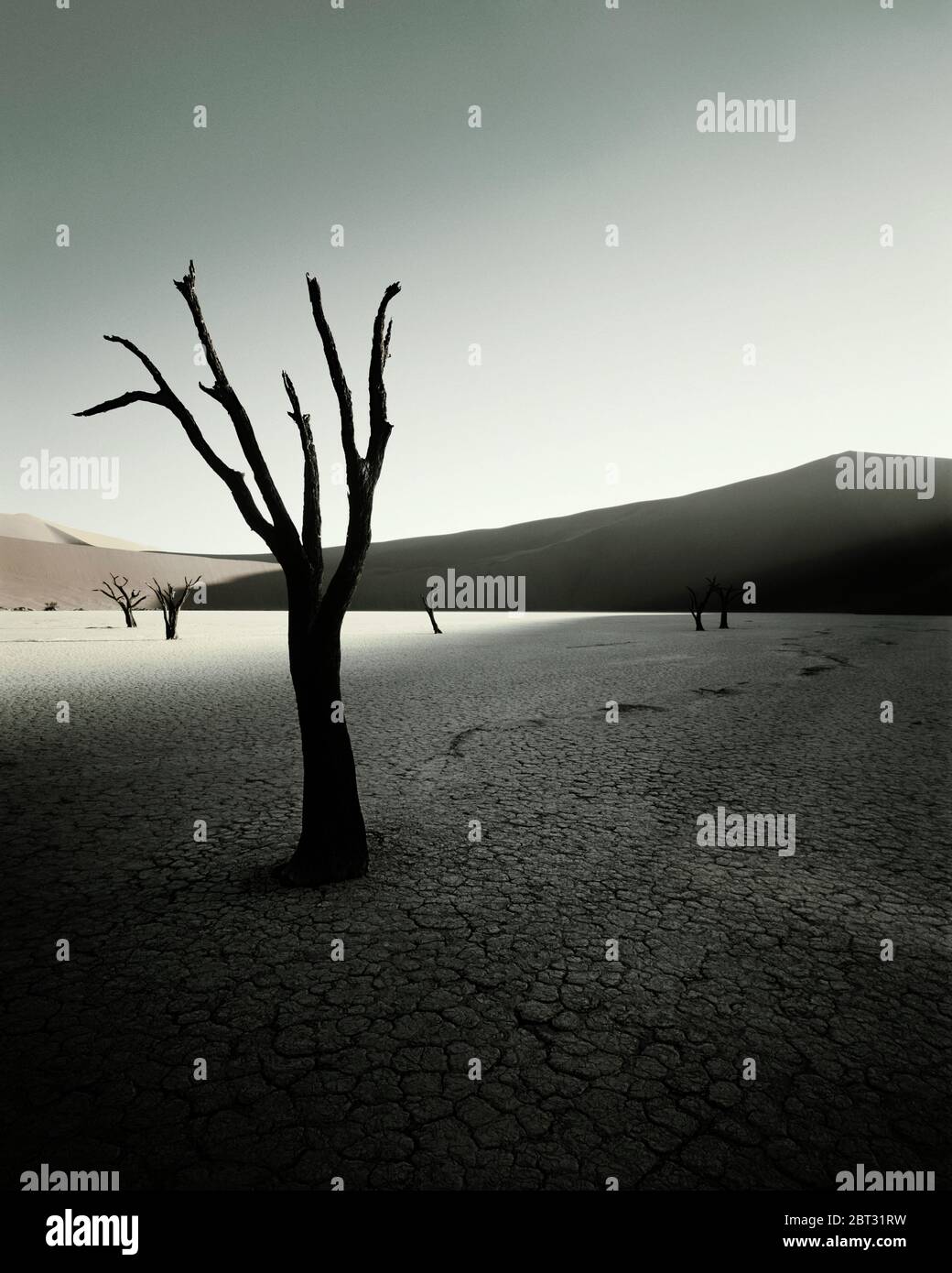 Arid landscape tree in desert Stock Photo - Alamy