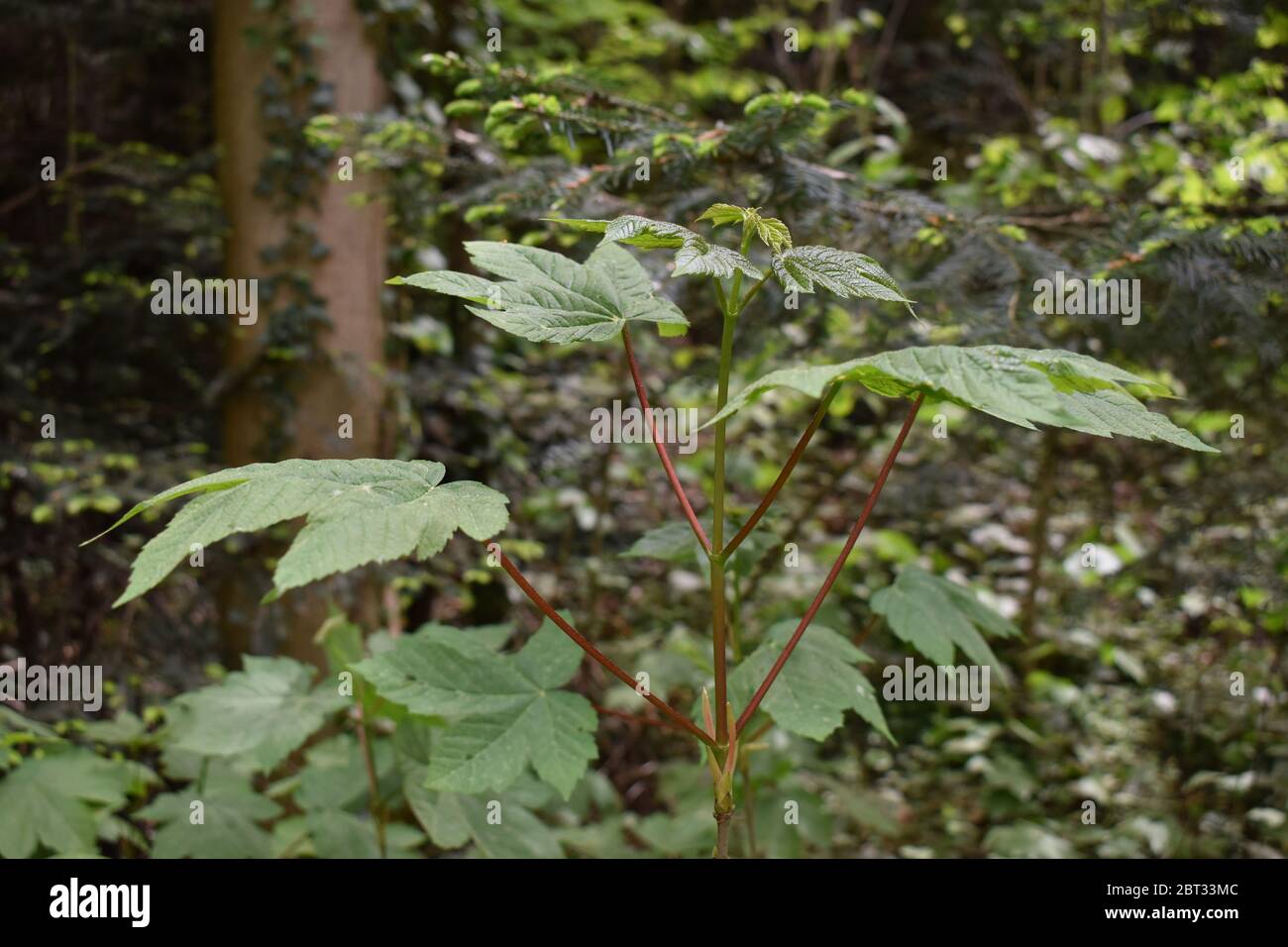 Maple leaf forest hi-res stock photography and images - Alamy
