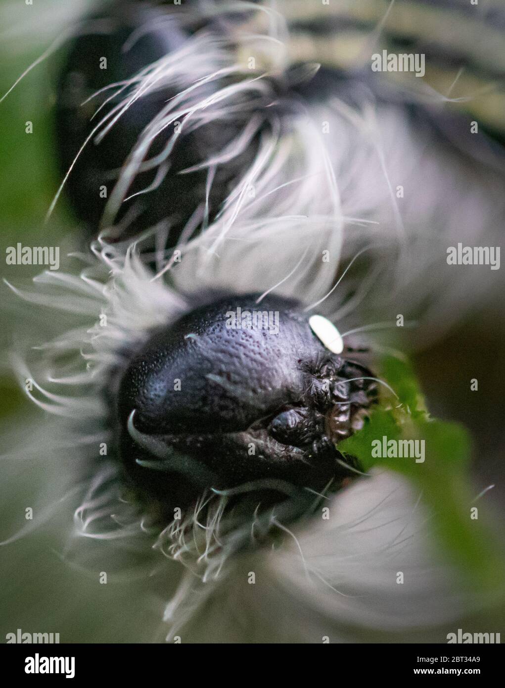 Angus datana caterpillar hi-res stock photography and images - Alamy