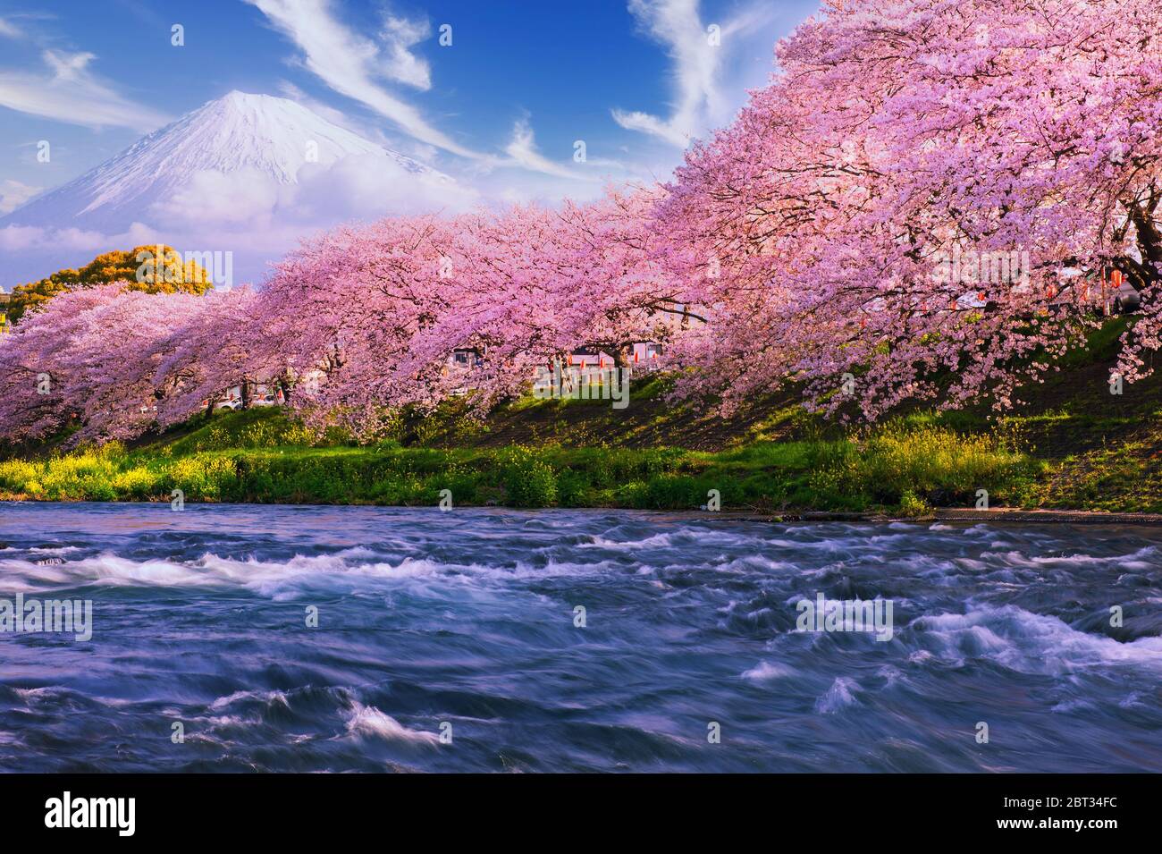 Mount Fuji and Cherry blossoms along a river, Tokyo, Honshu, Japan ...