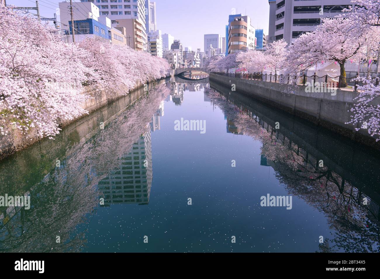 Cherry blossom trees along river, Tokyo, Honshu, Japan Stock Photo - Alamy