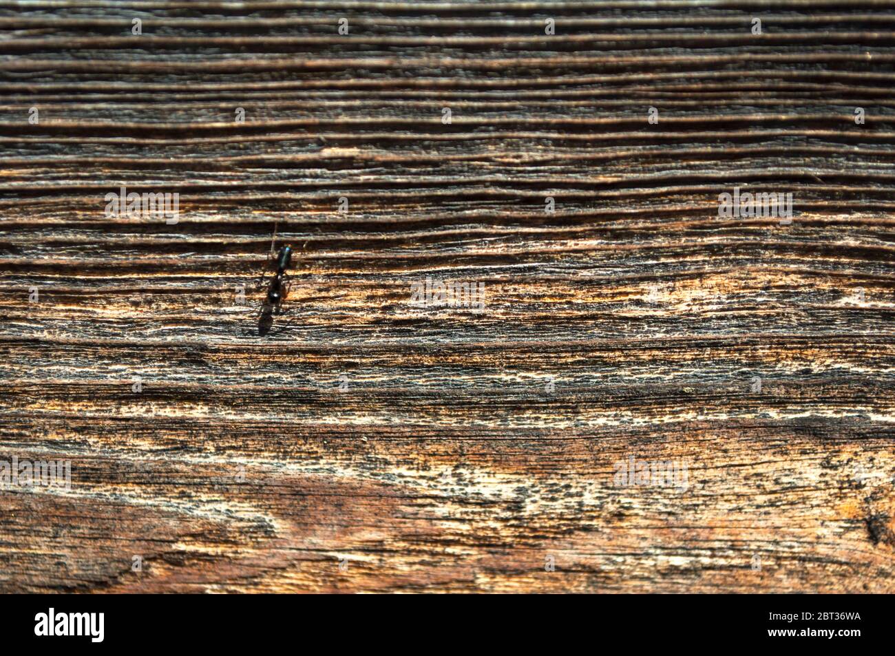 Ant texture hi-res stock photography and images - Alamy