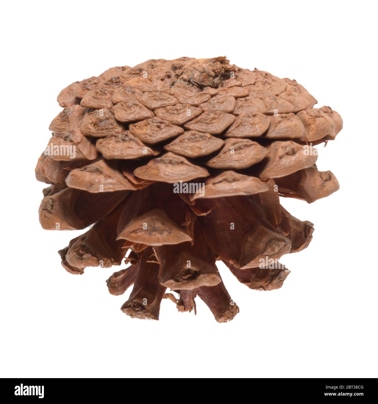 Natural pine cone isolated on white background Stock Photo - Alamy