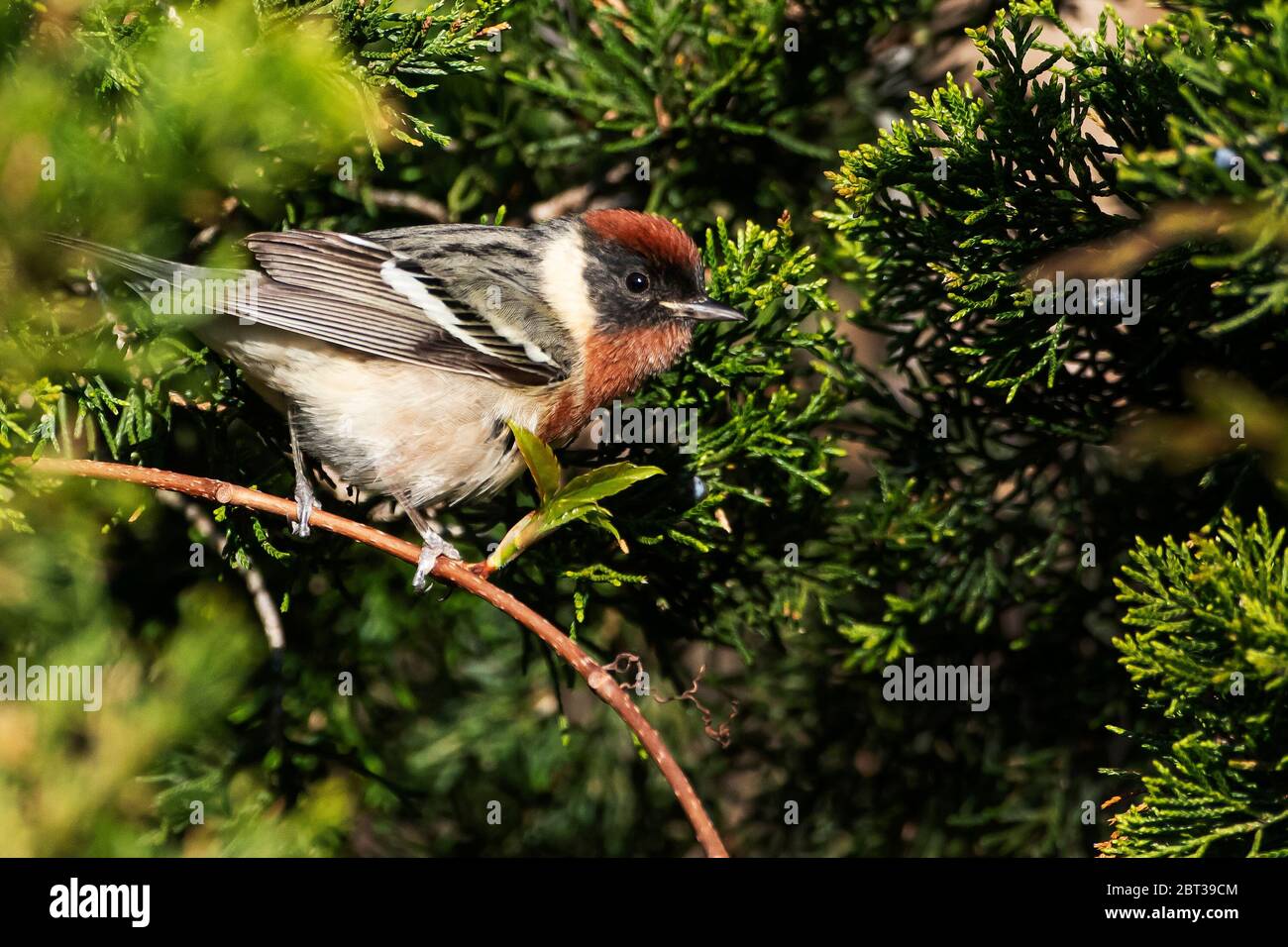 Male bay-breasted warbler during spring songbird migration Stock Photo ...