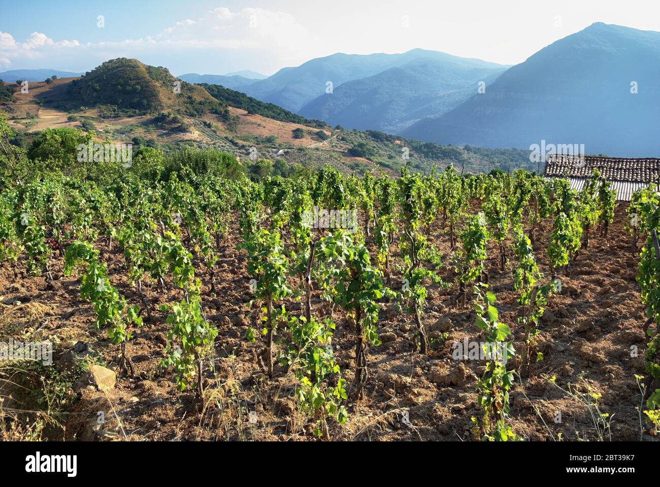 landscape hill vineyard with "viti ad alberello% in Sicily, Italy Stock ...