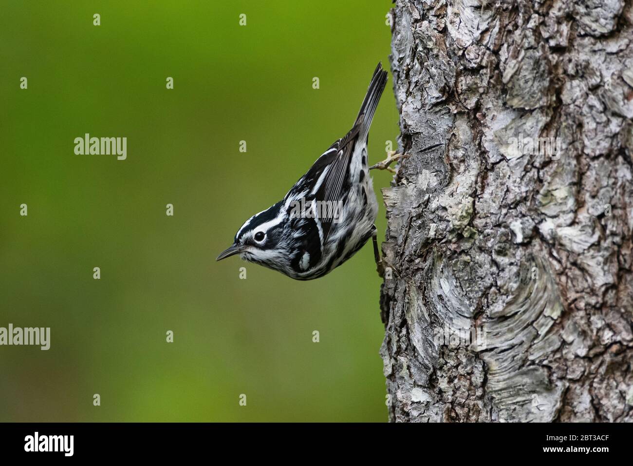 Black and white warbler foraging during spring songbird migration Stock ...
